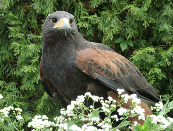 Cheyenne—the oldest known Harris’s hawk in the world! – Freedom Center ...