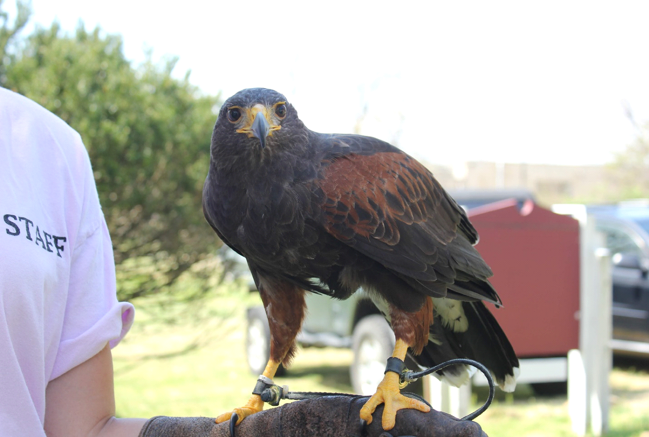 Cheyenne—the oldest known Harris’s hawk in the world! – Freedom Center ...